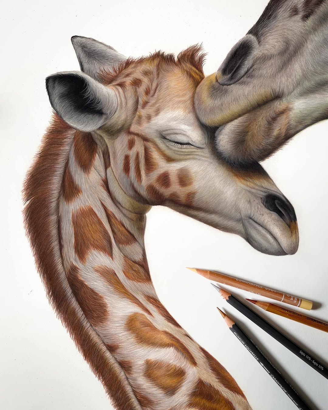 20 Animal Drawing Ideas to Spark Your Creativity and Love for Art ...