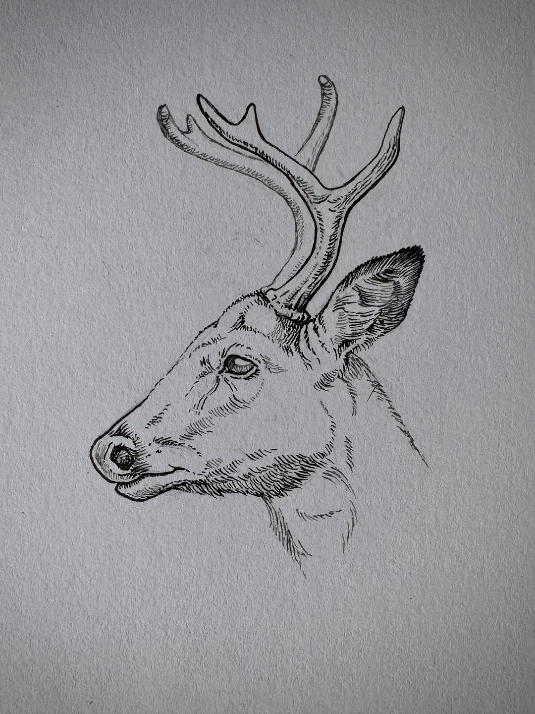 20 Animal Drawing Ideas to Spark Your Creativity and Love for Art ...